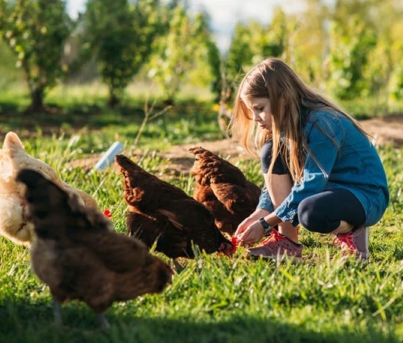 Nos conseils pour bien démarrer un élevage de poules - France Poulailler