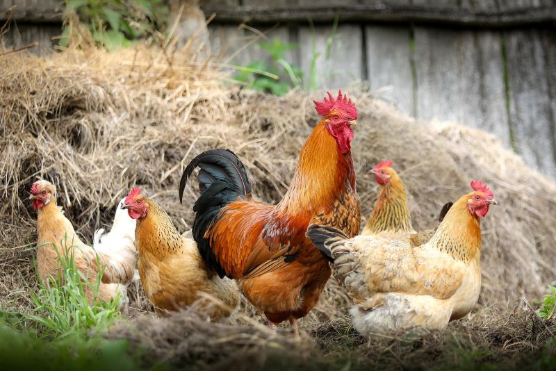 Les maladies courantes des poules et comment les prévenir - France ...
