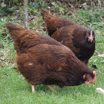 Les races de poules les plus recherchées - France Poulailler